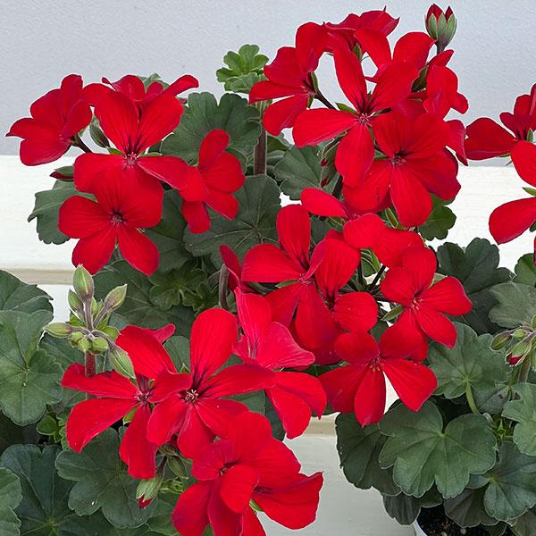 アイビーゼラニウムはほふく性のゼラニウムの仲間で、葉がアイビーに似ています。ヨーロッパでは窓辺を飾る植物としてとても人気があります。つやのある緑葉に鮮やかな花色が映えます。カリエンテは暑さに強く夏にもよく咲くハイブリッドゼラニウムです。葉が...