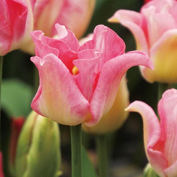 王冠のような珍しい花型が特徴。花弁の先がくるくると丸まるユニークな咲き方のチューリップです。※詳しい商品説明は下のほうに記載があります