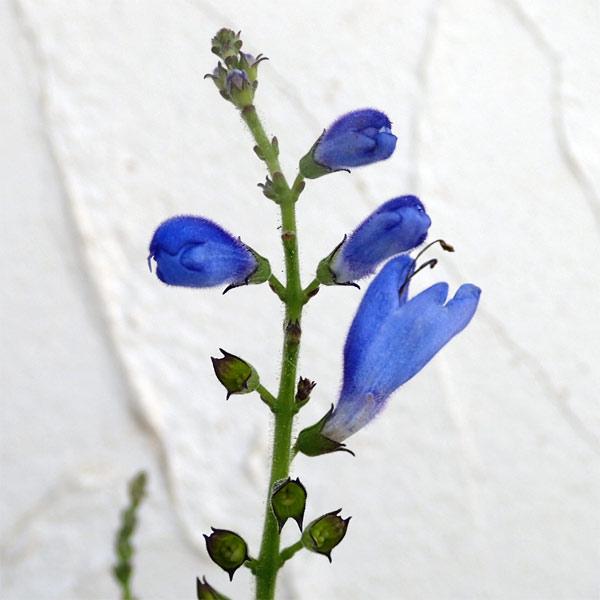 濃いブルーのビロードのような花を咲かせるサルビアの仲間です。1つの花穂が咲き終わったら切り戻しておくと、下の節からまた花芽が上がり、長期間にわたって花が次々と咲きます。夏から秋の花壇におすすめです。草丈が高くなりすぎる場合は、栽培段階で適宜...