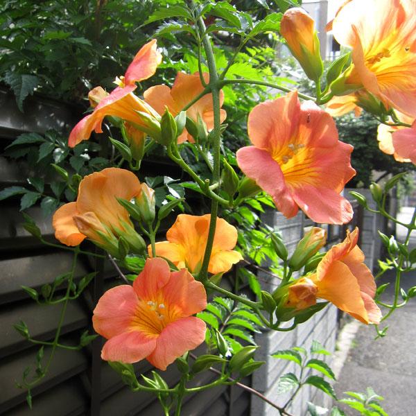 ノウゼンカズラは盛夏にゆったりと咲くあでやかな花を満開にして、和風洋風を問わずしっくりと調和するつる性木本です。夏の間は絶え間なく花を咲かせ、庭を明るく演出してくれます。また、夏の日除け用にフェンスやトレリスに這わすのにも適しています。枝や...