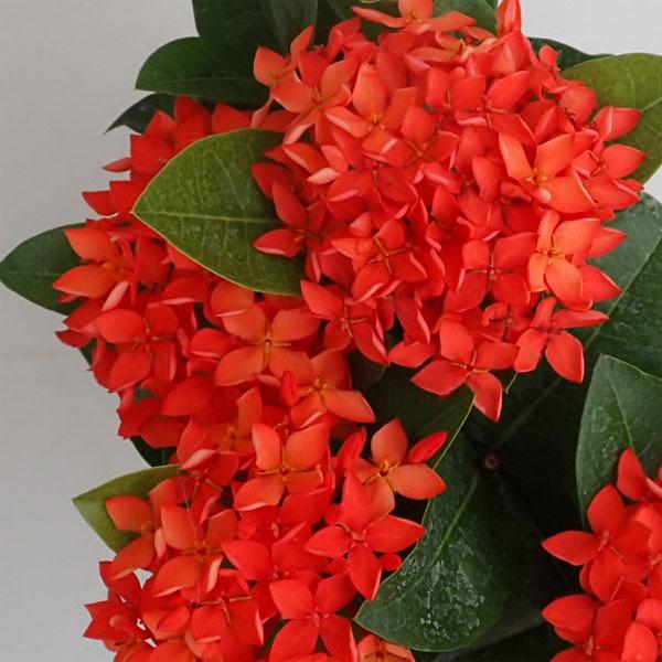 光沢のある葉に明るいオレンジの花を咲かせるサンタンカ。南国気分満点の夏の花です。高温多湿と日差しが大好きな植物なので、夏の玄関まわりの鉢花として最適です。切花でもよく出回っており、大きな花が次々に咲き、長く楽しめます。※詳しい商品説明は下の...
