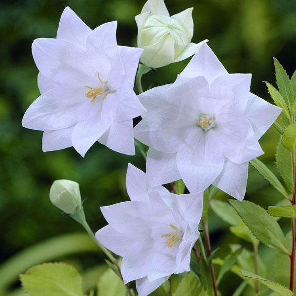 暑さ・寒さに強い宿根草 野趣を楽しむ花として、昔から庭植えにされてきました。日本の庭にとても似合います。整然と支柱を添えて列植すれば、洋風の庭にもマッチした爽やかな宿根花壇となりますし、生け花やフラワーアレンジメントにも清涼感があって重宝し...