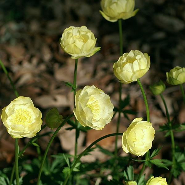 トロリウスはキンポウゲ科の宿根草。西洋キンバイソウとも呼ばれます。美しいライトイエローの花色は丸弁でかわいさあふれる品種です。花もたくさんつきます。耐寒性が強く育てやすい品種です。ロックガーデン、鉢植え、コンテナ植えでベランダーガーデンなど...