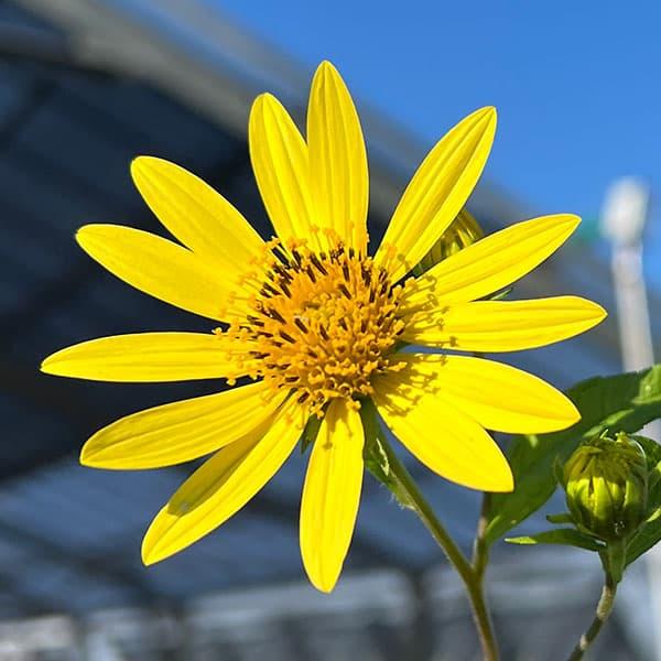 ★葉に傷みがあるため特価です★丈夫で開花期の長い宿根ヒマワリです。一重咲きのレモン色の涼しげな花が夏から秋にかけて咲きます。とても大きくなりますので花壇におすすめです。寒さに強く、冬は切戻しておけば春にまた新芽が出て花を咲かせます。※詳しい...