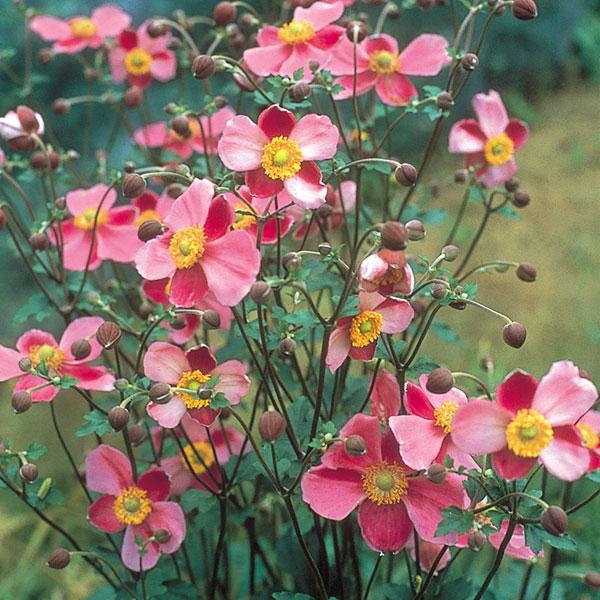 秋の花として人気のシュウメイギク（秋明菊）。ハドスペンアバンダンスは、花弁にピンクのぼかしが入る美しい花です。鉢植えでもコンパクトに楽しむことができます。※詳しい商品説明は下のほうに記載があります
