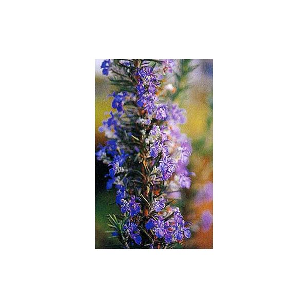 立性ローズマリーで濃いブルーの花が咲きます。木立ち性です。多少の耐寒性があり、寒くなると葉が赤みを帯びます。※詳しい商品説明は下のほうに記載があります
