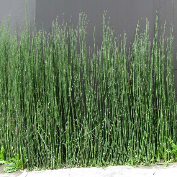 日本的情緒のある常緑多年草で、昔から茶花としても利用されてきました。節の重なりからできた立ち姿がユニークです。写真は、トクサ、シダ、ユキノシタ、ドクダミを景徳鎮の鉢に寄せ植えした例です。※詳しい商品説明は下のほうに記載があります