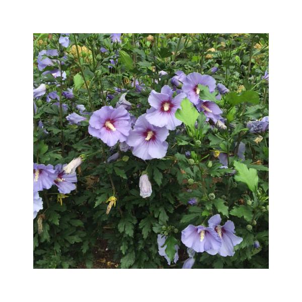 ローズオブシャロンシリーズ ムクゲは夏を彩る代表的な花木で、ハイビスカスの仲間です。初夏から長期にわたり、夏空に向かって鮮やかに開花します。ハワイは海外で育種された品種で、濃いめの青紫系で分枝がよく、多花性で次々と花が楽しめます。花は1日花...