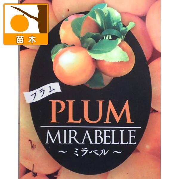 果樹の苗木 ミラベルはフランスで人気の果物で、国内では非常に珍しく、プルーンと同じ西洋スモモの仲間です。果実は直径3cmほどと小さいですが、糖度が非常に高く、上品な甘さで香りが強いのが特徴です。果皮は黄金色です。フランスでは生食のほか、ジャ...