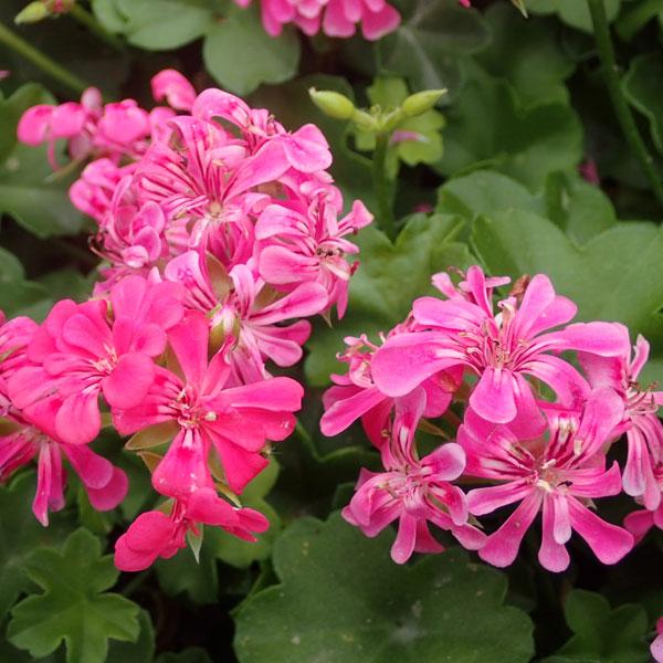 シュガーベビーはほふく性のゼラニウムの仲間で、葉がアイビーに似ています。ヨーロッパでは窓辺を飾る植物としてとても人気があります。つやのある緑葉に鮮やかな花色が映えます。花色はピンクで濃淡があり、こちらは濃いピンクです。※詳しい商品説明は下の...