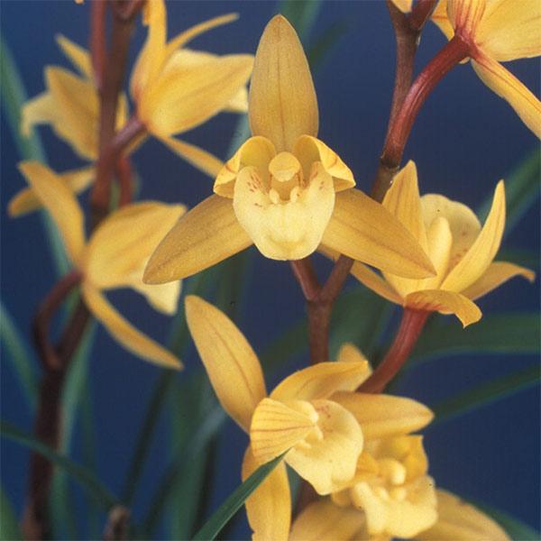 和蘭（WARAN)は東洋蘭の清楚で趣のある姿と洋蘭の華やかさを併せ持つ、新しい蘭です。日本・中国などに自生する春蘭・寒蘭などの温帯性シンビジュームと洋蘭との交配により生み出された品種。斬新な姿の中にも、侘び寂びや、落ち着きを感じさせてくれま...