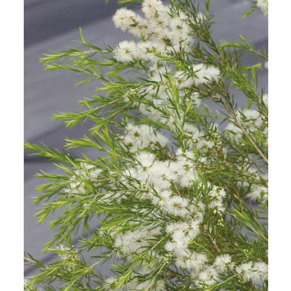 アルタニフォリア・ティーツリーオイルの原料・白花の涼やかな常緑樹 メラレウカはカリステモンやユーカリに似た植物で、オーストラリア原産の常緑樹です。繊細で柔らかな葉を茂らせる美しい樹木で、5月頃から開花し、病虫害に強く、剪定すれば姿もまとまり...