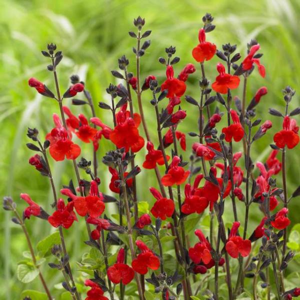 多年草 寒さに強く、従来の品種より株がまとまる宿根サルビアです。開花期間が長く、春から晩秋まで次々に花を咲かせます。咲き終わった花をカットすると、その下から新しい芽が出て花を咲かせるので、草丈も好みの高さに整えられます。寄せ植えの後方やボー...
