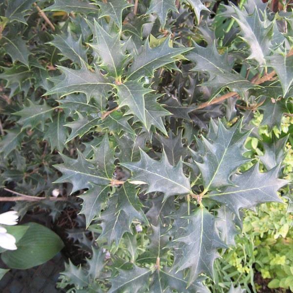 ヒイラギは庭木や生垣、寄せ植えによく利用される常緑低木です。この品種はごく一般的な緑葉品種。光沢のある葉には大きな鋸葉は先が刺状になっています。11〜12月頃、芳香のある小さな白い花をつけます。縁起木として玄関先に植えられたり、節分にも切り...