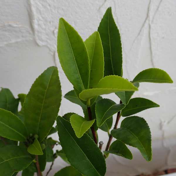 オクミドリは樹勢が強く、栽培や製茶が容易で外観が細よれしやすく、色沢は濃緑色で香味に優れた晩生品種です。待望久しいすぐれた晩生の緑茶用品種という意味で「オクミドリ」と命名されました。昭和49年に農林省茶業試験場（現独立行政法人野菜茶葉研究所...