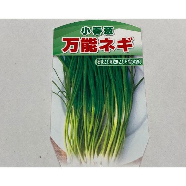 万能ネギの苗・薬味・煮物・なんでも使える葱 寒さに強く育てやすい 使い勝手の良い万能ねぎの苗。1ポットにたくさん入っているので、分けて植えてください。小春（こはる）は品質のよいF1葉ネギ。薬味、煮物などどんな料理にも利用できる万能葱です。冬...
