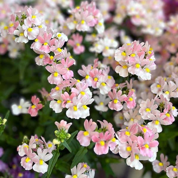 宿根草と1年草のネメシアから生まれた耐寒性の強いネメシア。カラフルさと気品ある色合いと甘い香りが特徴で多花性に優れています。初心者の方にもおすすめです。※詳しい商品説明は下のほうに記載があります