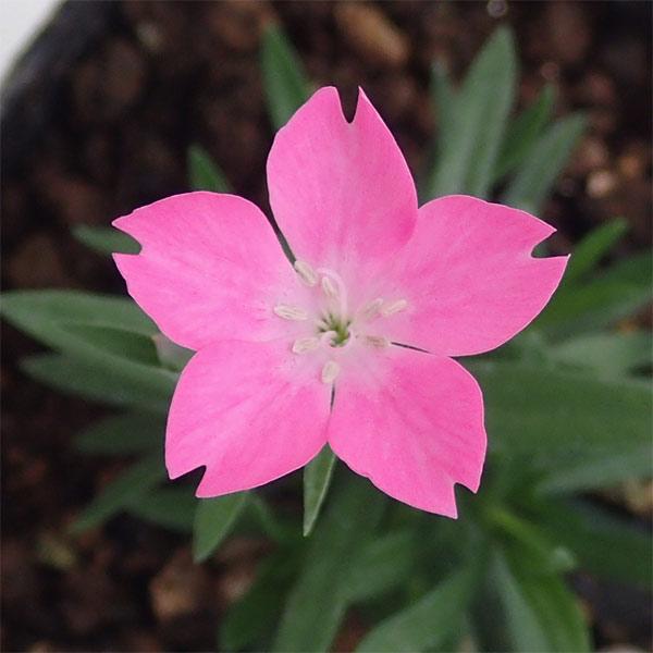 まるで本物の桜の花のようなナデシコ「さくら」。花弁の歪みがなく、まるでペーパークラフトで工作した花のようです。花弁1枚1枚が、有名日本画家が描いたような、サクラの花びらのようで、とても清楚な雰囲気。花色は全く混じり気のないピンク色で、四季を...