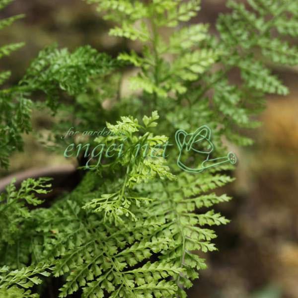 全国の丘陵地帯から山地帯に生育する大型のシダ植物で、常緑性です。胞子嚢がつくまで葉が両面とも青々と鮮やかなので、表裏の区別がつきにくいため両面羊歯の名があります。日向、半日陰とも向きます。※詳しい商品説明は下のほうに記載があります