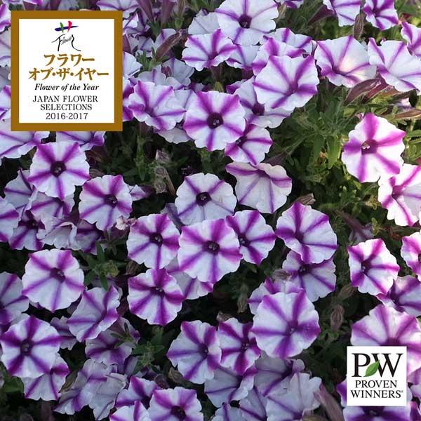 スーパーチュニア・ビスタミニは、PWの強健なペチュニア・スーパーチュニア・ビスタの小輪・コンパクトタイプです。従来のスーパーチュニアの中でも特に分枝力に優れています。ビスタならではの群を抜く強健さ、旺盛さ、早生性を持ち、早春から開花してどん...