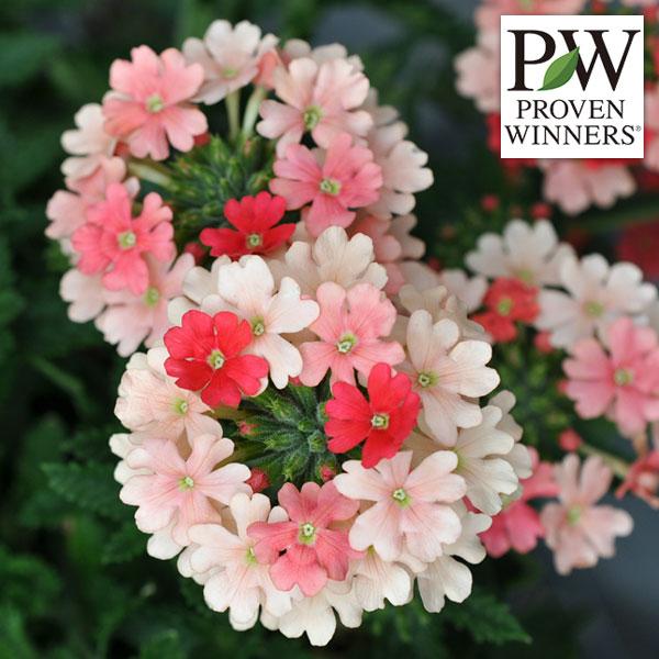 スーパーベナは花房が大きく、色鮮やかで雨や病気に強いバーベナ。これまで品種改良に利用されてこなかった耐病性のあるバーベナの原種を利用して新たに開発された強健な品種です。ややこんもりした半立ち性で、生育旺盛、栽培はとても簡単です。暑さに強く、...