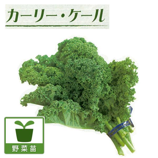 【発売日：2026年08月27日】カーリー・ケールは所謂普通のケールと比べて、苦みマイルドで葉も柔らかくサラダ向きのケール。生で食べてもクセが無いのが特徴で、どちらかというとケールと言うよりもワサビ菜やからし菜系に近い草姿です。ユニークな葉...