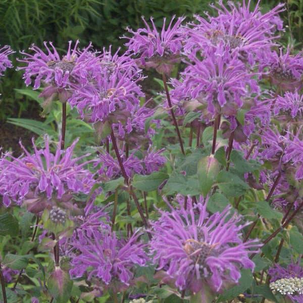 ★入荷から日数が経ったためセール価格となりました。商品の状態は画像と異なる場合があります。★人気のモナルダ（ベルガモット）。和名はタイマツバナで、ちょうどたいまつの炎のような花形です。英国ではコテージガーデン風の庭にの定番植物で、花壇に向き...