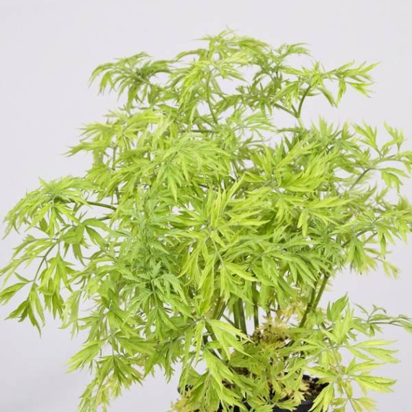 西洋ニワトコはスイカズラ科ニワトコ属の落葉低木。欧米では昔から人気のある庭園樹です。花はシロップ漬けにしてジュースやハーブティーに用いられます。※詳しい商品説明は下のほうに記載があります