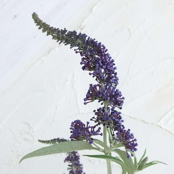 北アメリカの植物ブランド、カラーチョイスの花木です。ブッドレアは初夏にたおやかな花穂を風にそよがせるスマートな花木です。アドニスブルーは濃紫色の房状の花を枝の先にたくさんつけます。強健でよく枝が増え、栽培が容易です。初夏から秋まで途切れるこ...