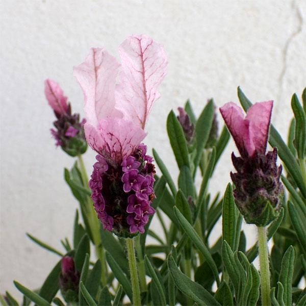 ★入荷から日数が経ったためセール価格となりました。商品の状態は画像と異なる場合があります。★極大輪の花が魅力的なストエカス系ラベンダーのラヴェアンナシリーズ。花穂・花苞ともに従来の品種と比較して巨大でインパクトがあります。葉と花ホウから香る...