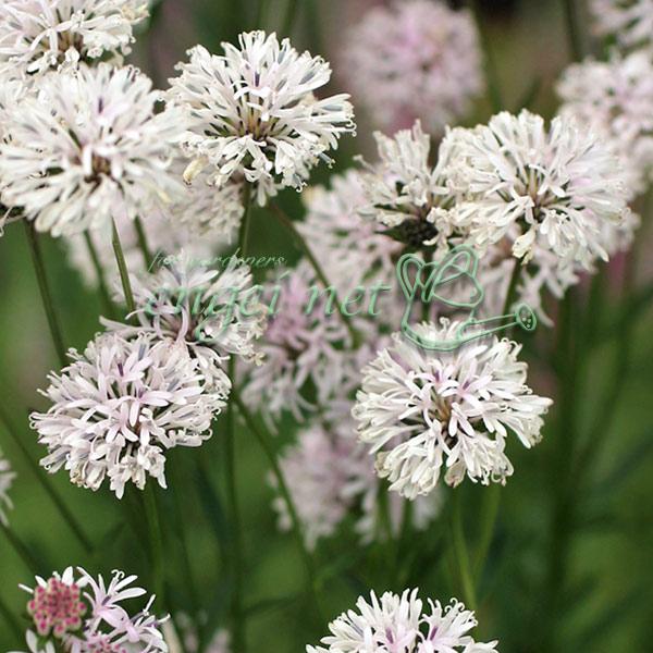 マーシャリアは北アメリカ原産のキク科の宿根草で、和名はヤグルマサワギク（矢車沢菊）。ヤグルマギクやスカビオサのような形の淡桃色の花を咲かせるとても美しい植物です。寒さに強く育てやすい品種です。草丈は40cmほどで、繊細な花が風になびく様子は...