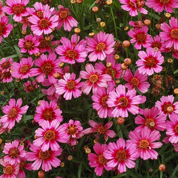 ガーネットは、鮮やかな濃いピンクの花を株一面にたくさん咲かせます。開花期の長いのが特徴です。非常に強健で、一度植えれば何年でもよく育ち、年々株が広がっていきます。丈夫で育てやすい宿根草で、テラコッタなどの鉢植えから、花壇、ボーダー、切り花に...