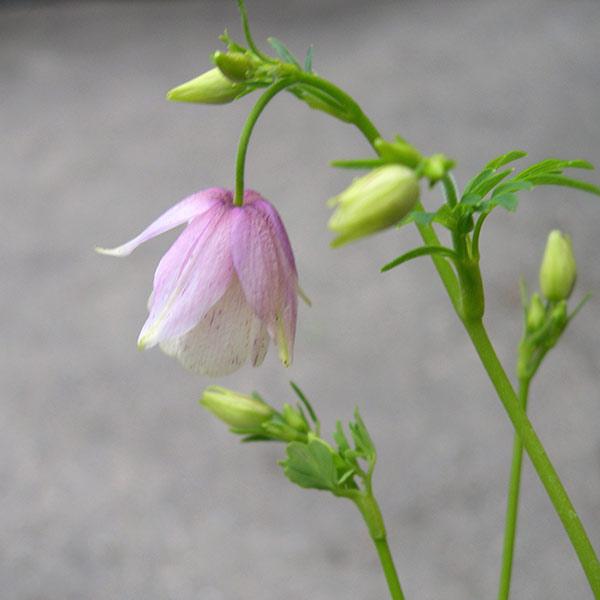 風鈴オダマキはオダマキ特有の距がない花。風に揺れる風鈴のような姿からその名があります。花も葉も草物盆栽におすすめです。花冠は風鈴のように下向きです。実生のため、株ごとに花色にばらつきがあります。ブルーやピンク、白花が咲く場合もありますので、...