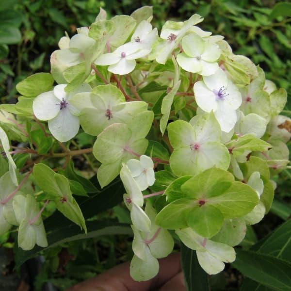 ★入荷から日数が経ったためセール価格となりました。商品の状態は画像と異なる場合があります。★アスペラ（Hydrangea aspera）は中国原産のアジサイの仲間でタマアジサイの近縁種です。通常のアジサイと異なり細めの葉も特徴です。この品種...