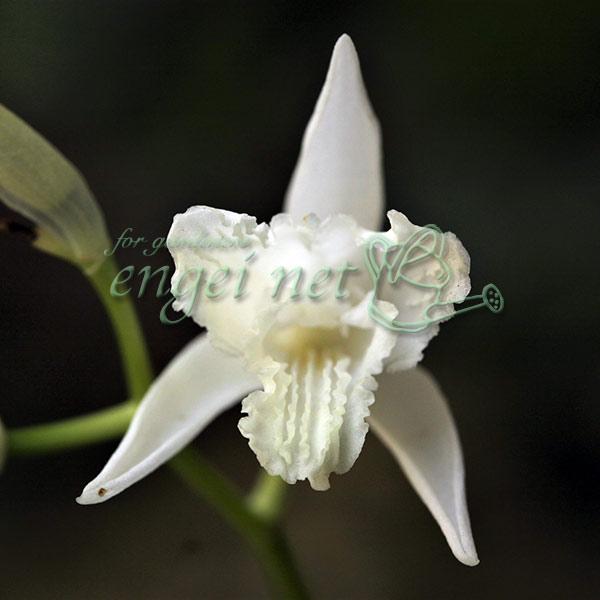 普通の三蝶咲きよりも小ぶりで白花の三蝶咲シランです。三蝶咲シランは花形が非常に珍しいシランです。突然変異で2枚の花弁がリップ化し、三蝶咲きと呼ばれる花形となった花変り。性質は丈夫で花付きも良い品種です。シラン（紫蘭）は、日本原産のランの仲間...