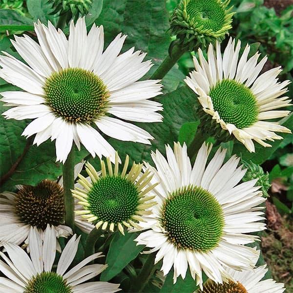 オランダの種苗会社「Futureplants」作出のシングル咲きエキナセア。白色の多弁性で緑色の中心部と純白の花弁のコントラストが美しい品種。花弁が垂れ下がらない正開咲きで香り高く、花茎もしっかりとしているので切花に向きます。性質も強健で、...