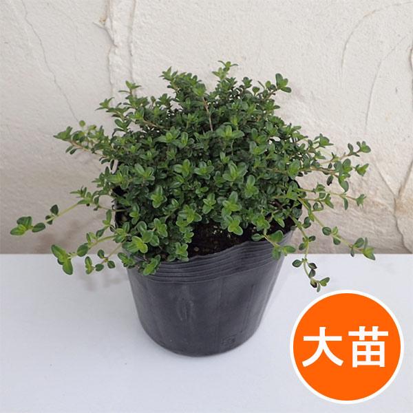 お届け後、早めに利用できる4号ポットサイズのハーブ苗です。一般的なハーブ苗(直径9cmの3号ポット)よりも大きくボリュームがあります。※詳しい商品説明は下のほうに記載があります