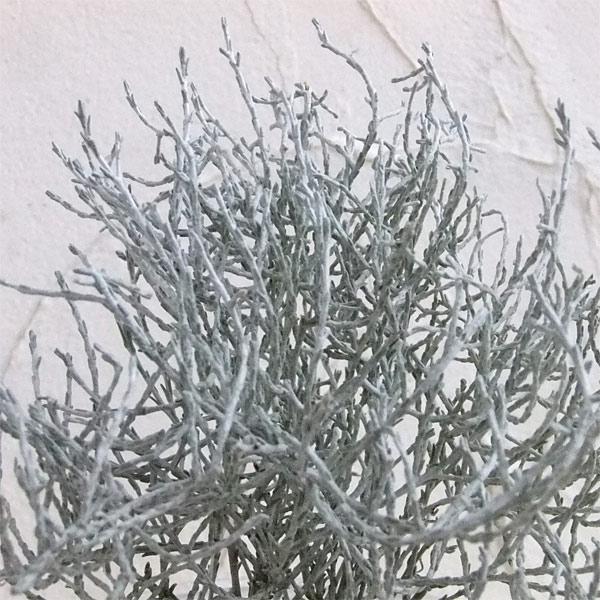 プラチーナはシルバーリーフの細い独特の茎葉が特長のキク科の植物です。寄せ植えなどにおすすめです。※詳しい商品説明は下のほうに記載があります