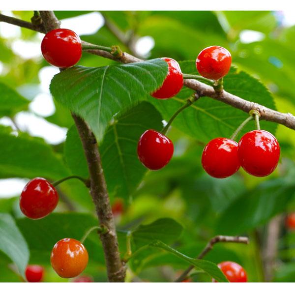 1本で結実する品種 苗木 受粉樹不要 桜桃さくらんぼは一般に夏の高温多湿が比較的苦手なのですが、暖地桜桃は特に暖かい地域で結実性が高いタイプ。実は小粒ですが、毎年よくなり、鈴なりになります。自家結実性がありますので、1本でも植えられます。ま...