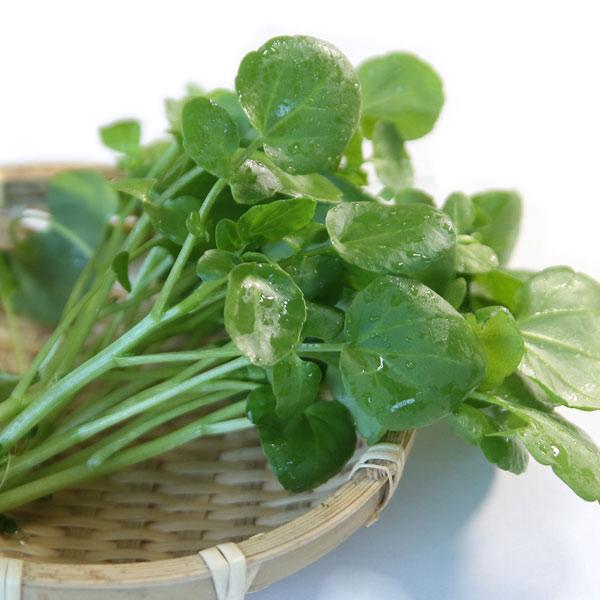 手軽に栽培できくり返し収穫できる野菜です クレソンは特有の辛みと苦味、香りがある人気の健康野菜。肉料理に、鶏や魚のソースに、またサラダやスープにちょっぴり刺激のある味を楽しみます。消化を助ける働きがあり、鉄分、ビタミンA、Cを多く含みます。...