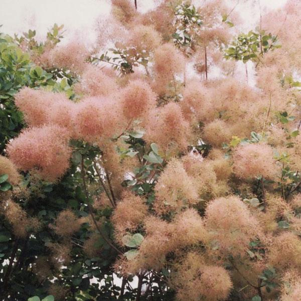 煙の木、スモークツリーのピンク花品種。花穂はピンクを帯びます。樹高2〜3m内外の比較的コンパクトな品種です。※詳しい商品説明は下のほうに記載があります