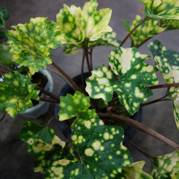 珊瑚（サンゴ）はモミジハホタルから作出された品種で、モミジ葉に黄色い星斑が入ります。星斑が鮮明で数が多く、紅葉葉系の最上品種です。斑は5〜7月頃に最も鮮やかに出現します。ツワブキは日本人にはなじみの深い定番品種です。清楚で落ち着いた感じの花...