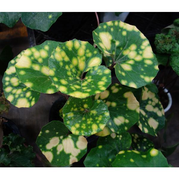 青軸天星は黄色の星斑が入る品種で、6〜7月頃に、葉に薄黄色の鮮やかな星斑が最も多く入ります（季節により、星が少なくなります）。別名「素心」。全体に葉緑素が少ないため、軸（茎）が白っぽく葉も薄く、繊細でやさしげな雰囲気です。根元から子株が多く...