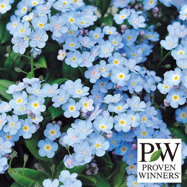 大輪の忘れな草の登場です。忘れな草の花色は淡い水色でなんとも言えないかわいさがありますが、ミオマルクは花が大きく、その色のかわいさが一層引き立ちます。コンパクトな性質でこんもりとした草姿になり、春先には株一面に花を咲かせます。咲き始めはピン...