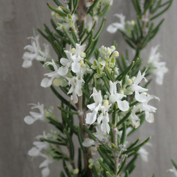 希少な純白の花をたくさん咲かせる立性ローズマリーの苗木です。農場でたまたま発見した純白多花性の品種を2年をかけて増殖・生育させた希少な苗。たくさん花をつけた様子は印象的です。ガーデニングにおすすめです。もちろん、ハーブとして料理や工芸等にも...