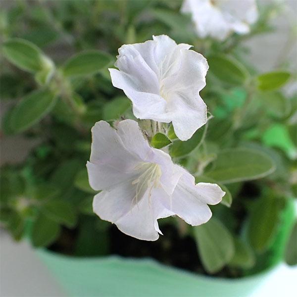 サマースノーは春から夏の花として人気のアメリカンブルーの白花品種。株元から枝をたくさん伸ばし、次々に白い花を咲かせます。プランターや花壇、ハンギングバスケットなどにおすすめです。花をたくさん咲かせるコツは水やりをしすぎないこと。葉がぐったり...