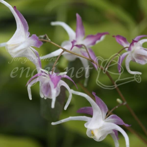 主に北海道の中部から本州の日本海側に自生する山野草で、船の碇（イカリ）に似た花をつけることからこの名がついています。日向でも日陰でも育てられます。観賞用や薬用として栽培されます。お庭の下草としておすすめです。多摩の源平は2色咲きです。※詳し...