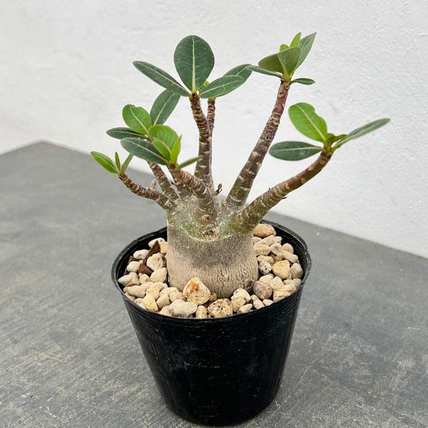 アデニウムは南アフリカ、カラハリ砂漠近辺の一部の地域に自生する多肉植物の仲間。大きく肥大化する根はコーデックス（塊根）と呼ばれ、1株ずつ個性的な姿に成長します。ぷっくりと膨らむ茎の上部に枝を出し、先端に葉をつける独特な株姿が特徴です。※詳し...