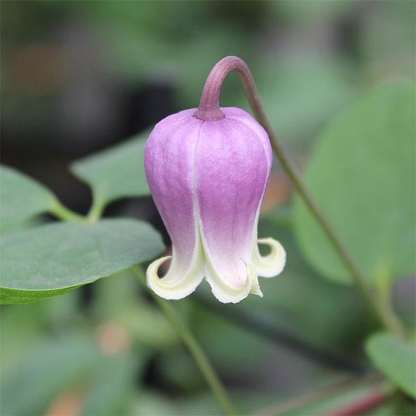 はなせきぐちさんのオリジナル品種！ティンクルパープルは、2cmほどの小さなベル型の花を咲かせるかわいらしい品種。この花型のタイプは夏に強い反面、うどん粉病にかかりやすい欠点がありましたが、ティンクルパープルは数百に及ぶ株からうどん粉病にかか...