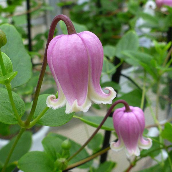 はなせきぐちさんオリジナル品種 はなせきぐちさんのオリジナル品種！ティンクルピンクは、2cmほどの小さなベル型の花を咲かせるかわいらしい品種。この花型のタイプは夏に強い反面、うどん粉病にかかりやすい欠点がありましたが、ティンクルピンクは数百...